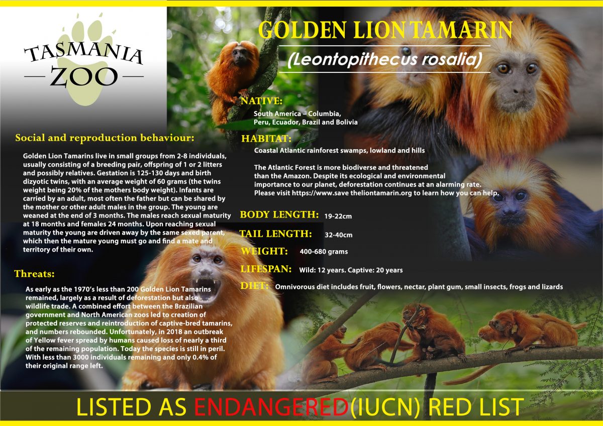 Zoo Animals | Tasmania Zoo - Riverside