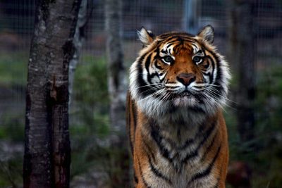 Zoo Gallery | Tasmania Zoo - Riverside