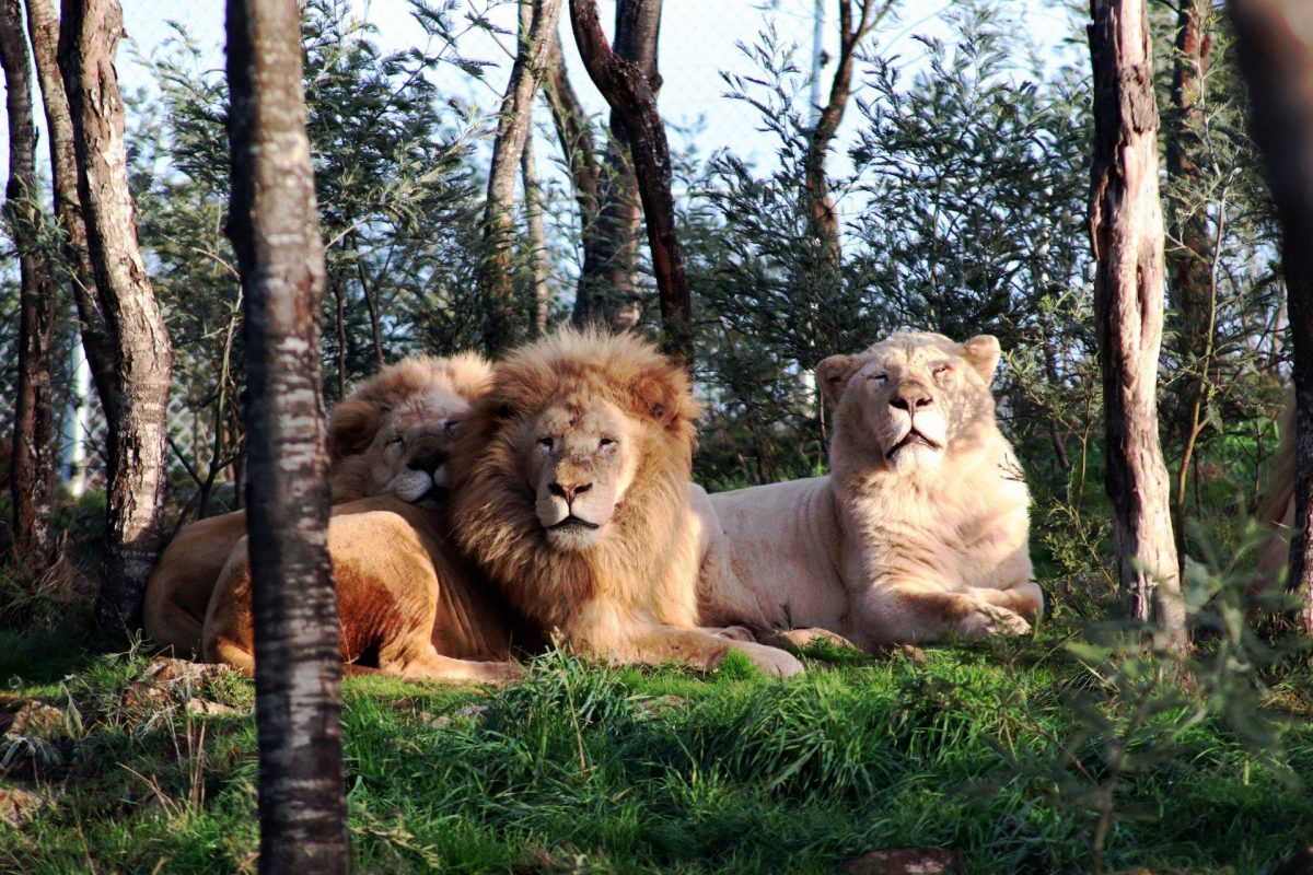 Zoo Gallery | Tasmania Zoo - Riverside