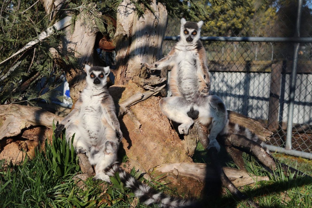 Zoo Gallery | Tasmania Zoo - Riverside