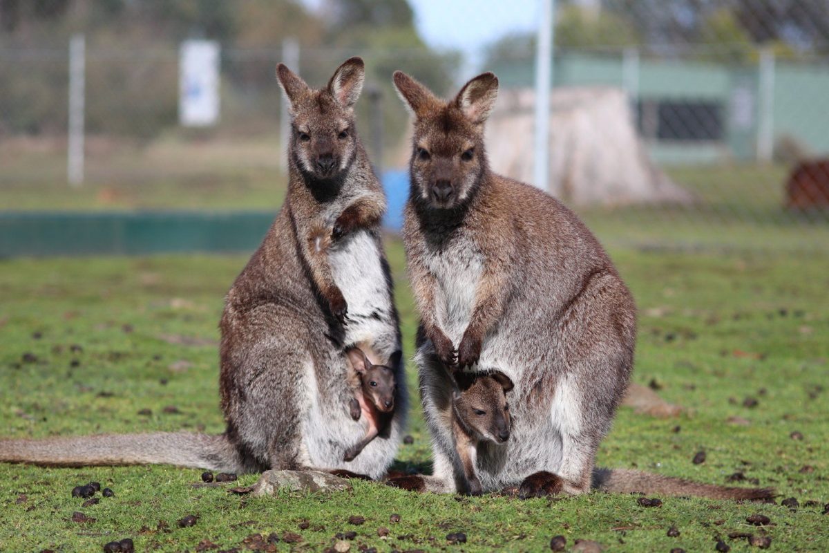 Zoo Gallery | Tasmania Zoo - Riverside