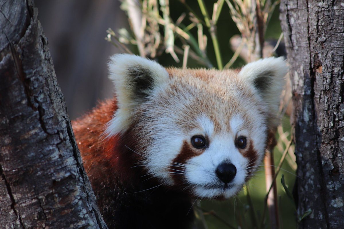 Zoo Gallery | Tasmania Zoo - Riverside
