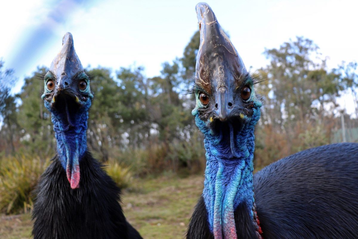 Zoo Gallery | Tasmania Zoo - Riverside