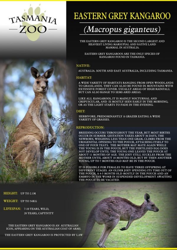 Zoo Animals | Tasmania Zoo - Riverside