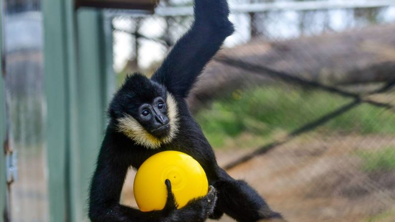 Zoo Gallery | Tasmania Zoo - Riverside