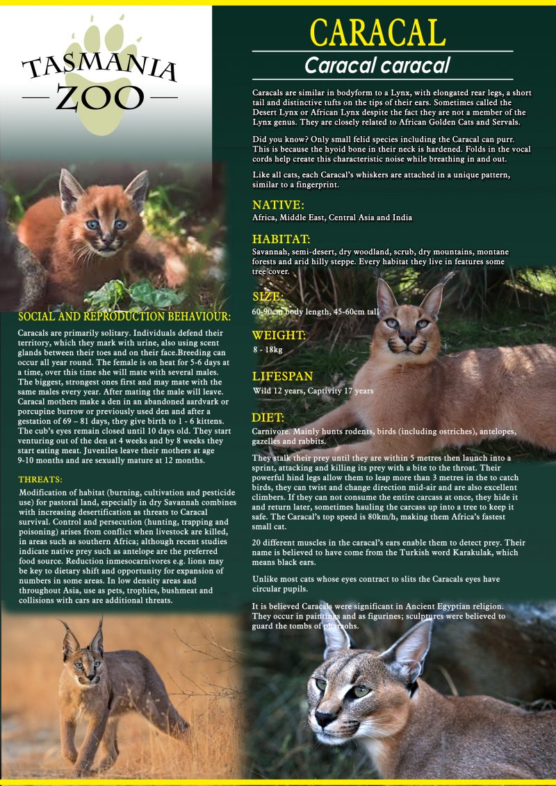 Zoo Animals | Tasmania Zoo - Riverside